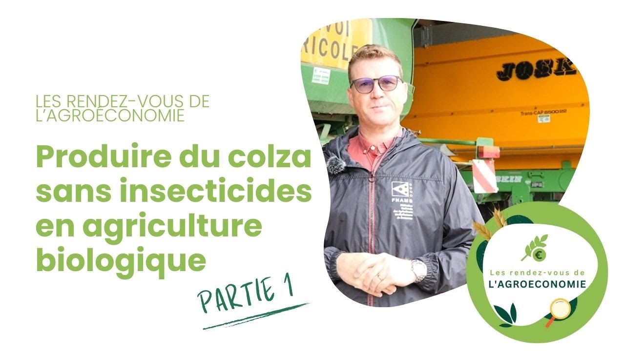 Comment produire du colza sans insecticides en agriculture biologique ...