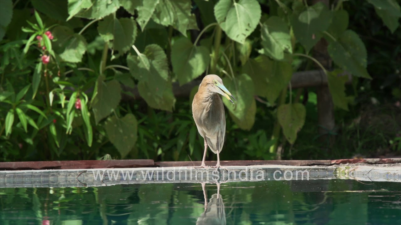 Indian Pond Heron drops by the swimming pool to chill | Delhi - YouTube