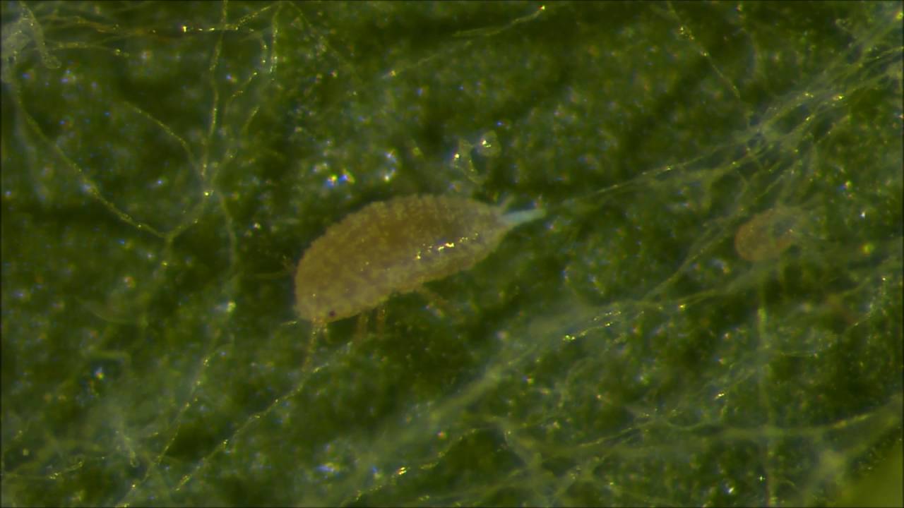 Planococcus ficus neanidi migranti 1 gen 10mag2016 ED Marchesini - YouTube