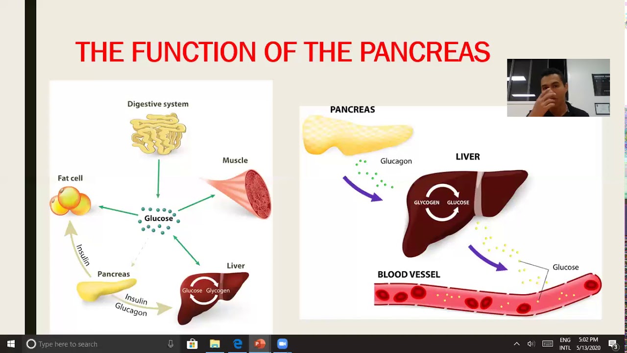 Understanding Carbohydrates - YouTube