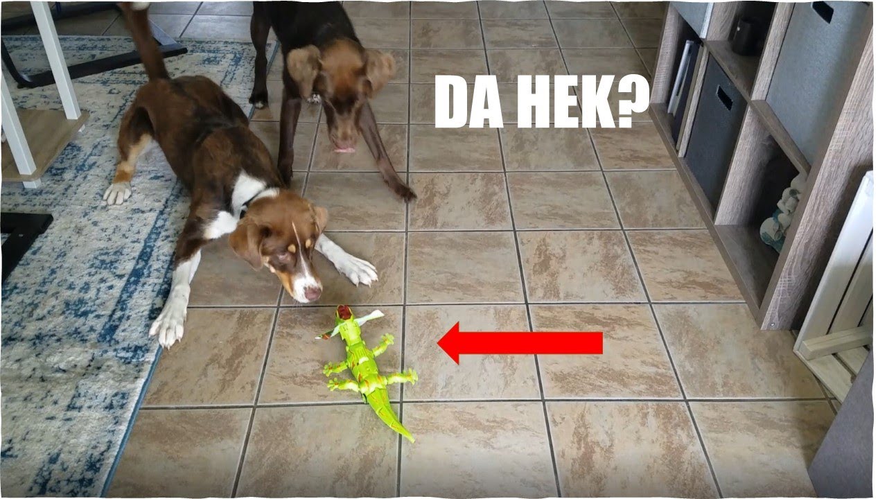 Dogs Barking At Fake Lizard // Pranking My Dogs - YouTube