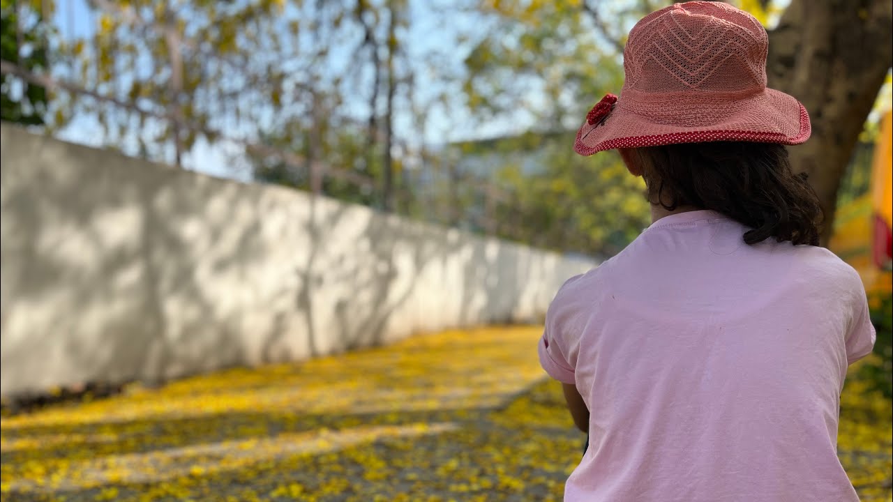 Most Beautiful Road In Delhi | Watch On Big Screen | Amaltas Tree ...