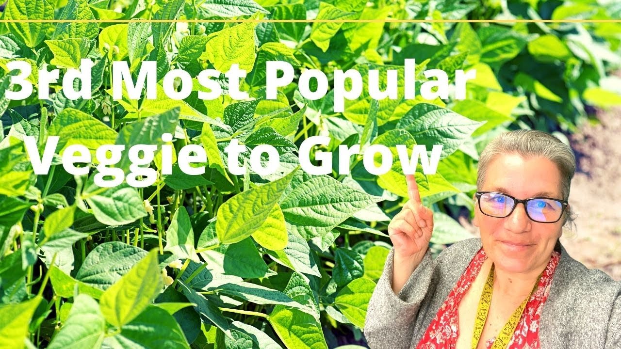 Planting Kentucky Wonder Pole Bean Seeds | Day 46 of Seed Challenge ...