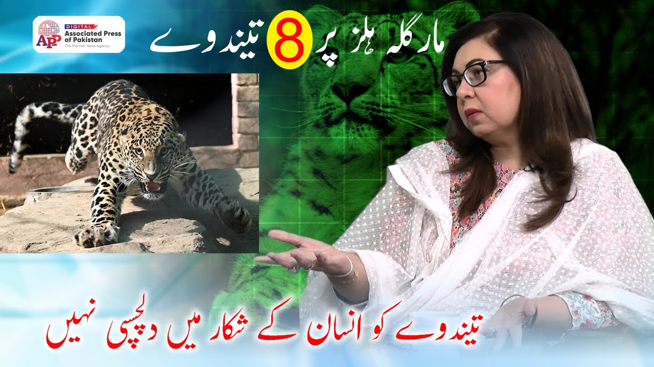 Leopards in Margala Hills | Rina Saeed Khan - YouTube