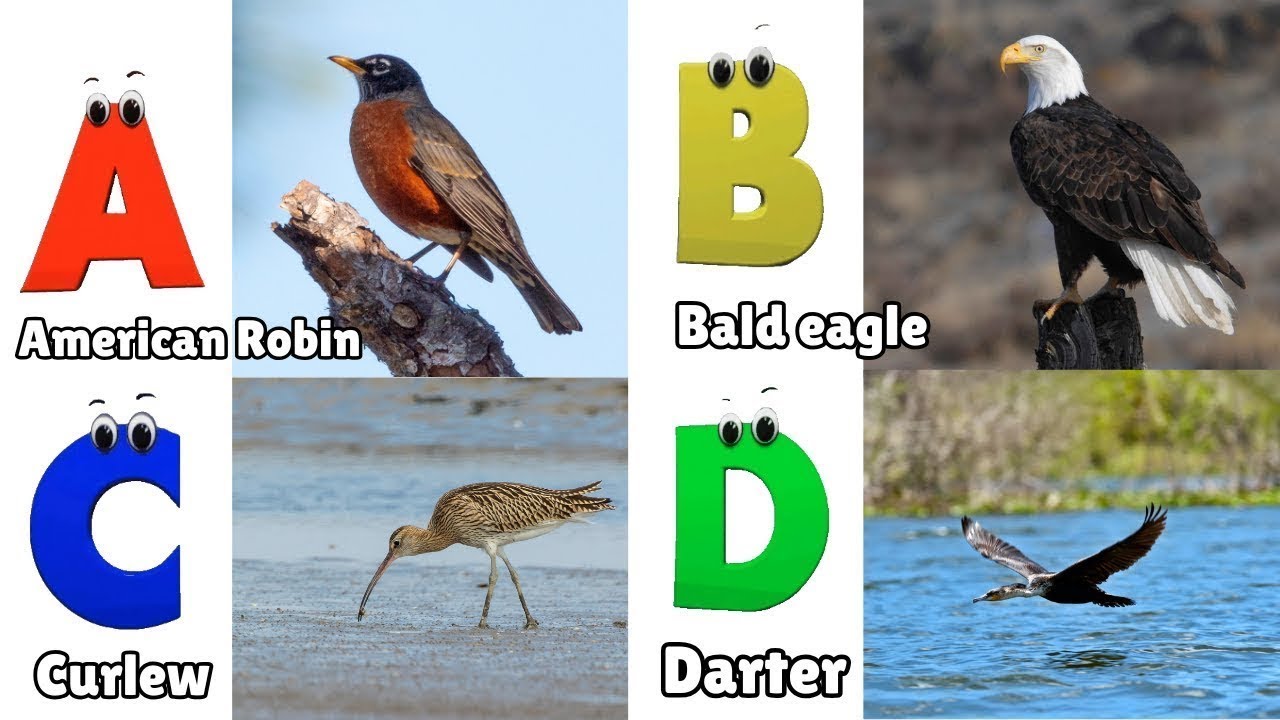 Birds Alphabet Song for Kids | Birds ABC Song | Phonics for Kids | Baby ...