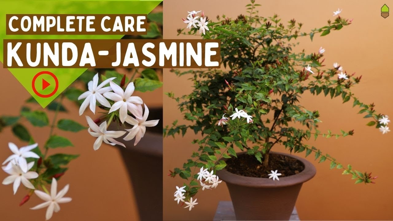 Kunda Flower In English | Best Flower Site