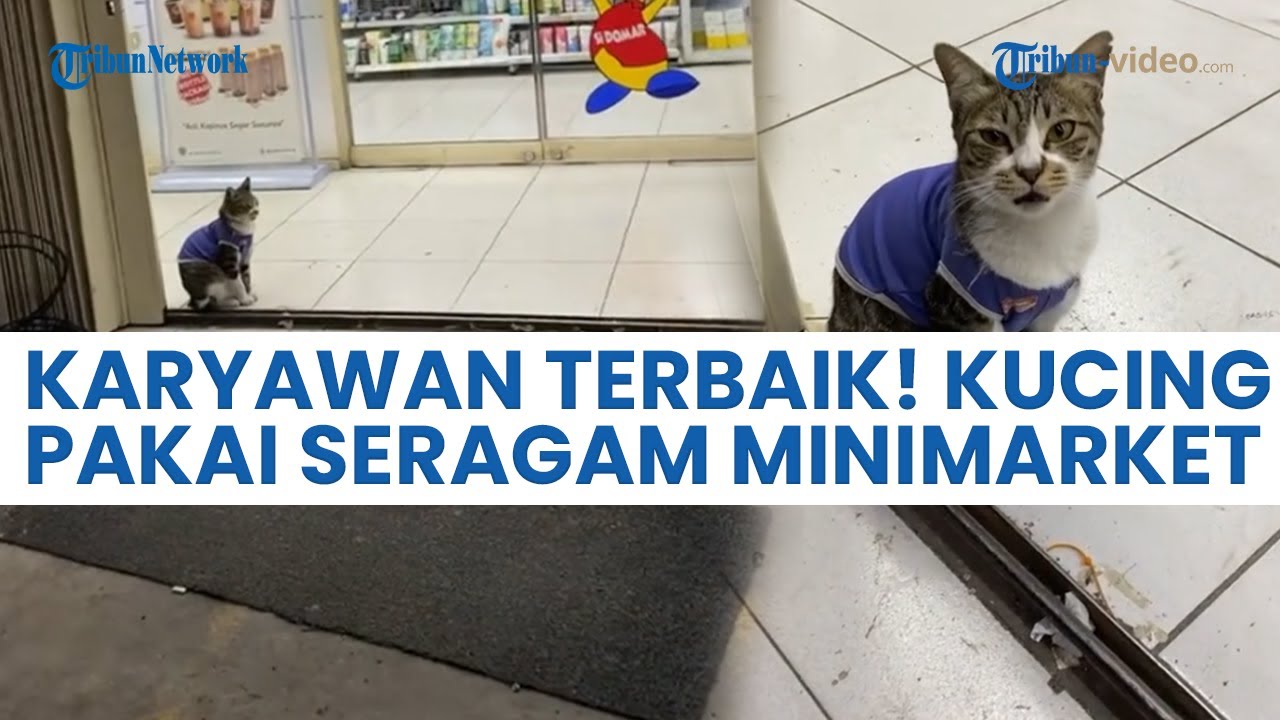 Kocaknya Kucing Ini Pakai Seragam Minimarket, Ternyata Kehadirannya ...