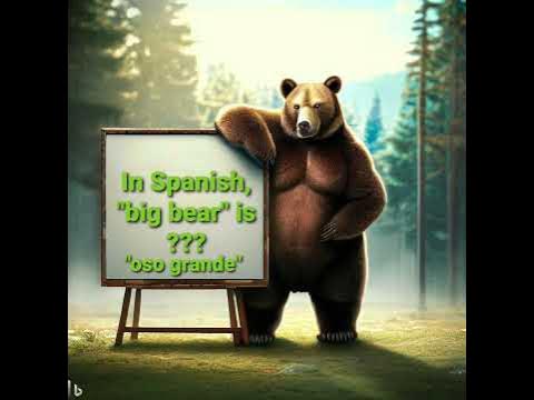 Big #bear In Spanish #learnspanish #shorts - YouTube