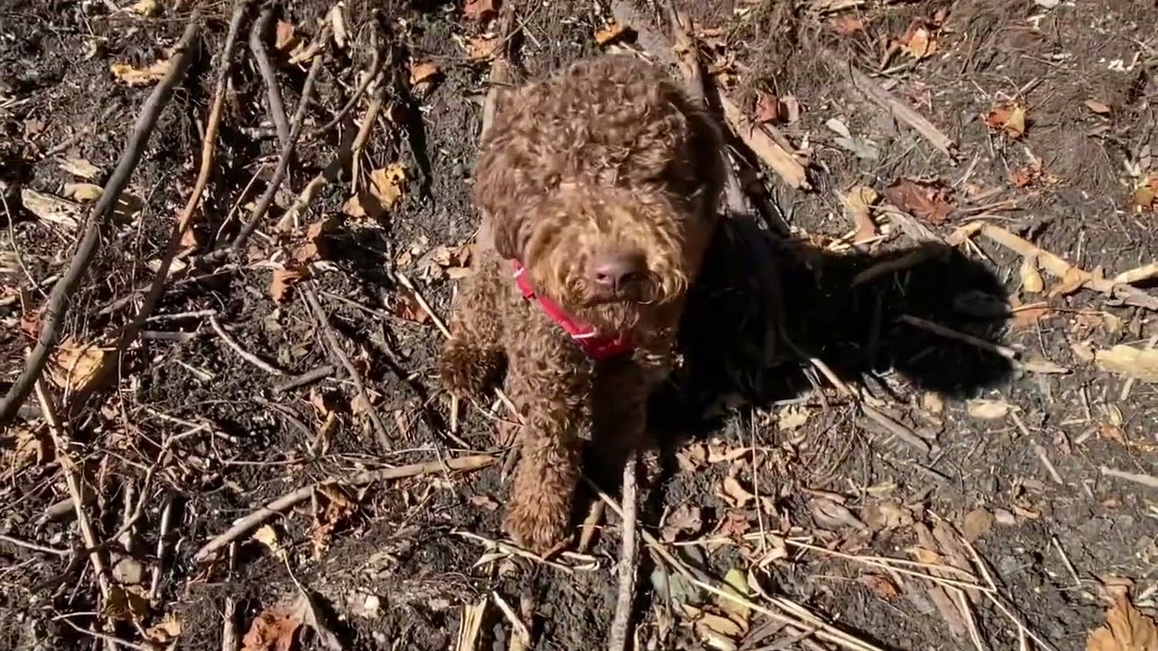 Are Lagotto Romagnolo Puppies Lazy