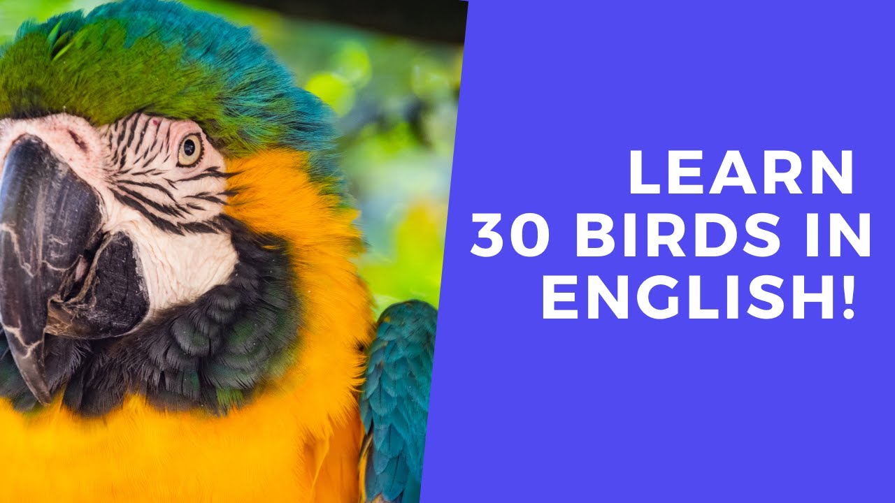 LEARN 30 DIFFERENT BIRDS IN ENGLISH (singular and plural) | VIDEO ...