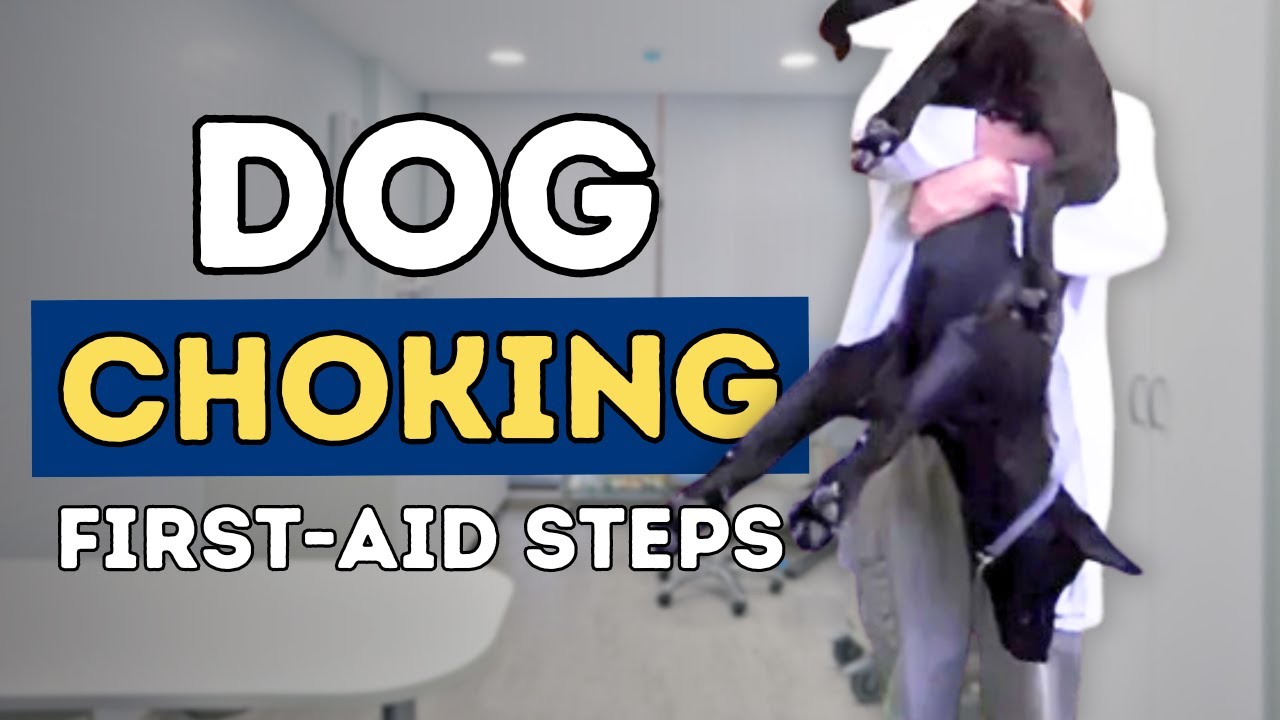 Dog Choking: First Aid Steps - YouTube