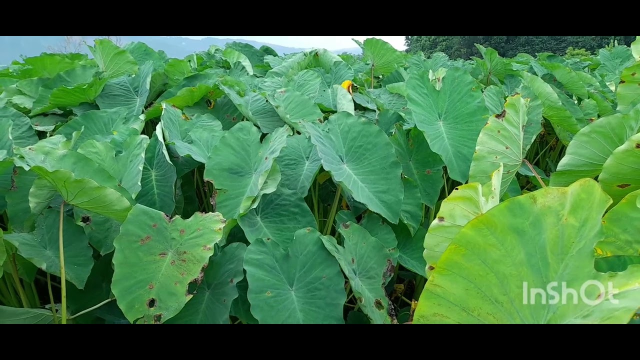 TARO PLANTATION #farmlife #countrylife #vegetablefarming #countryside # ...
