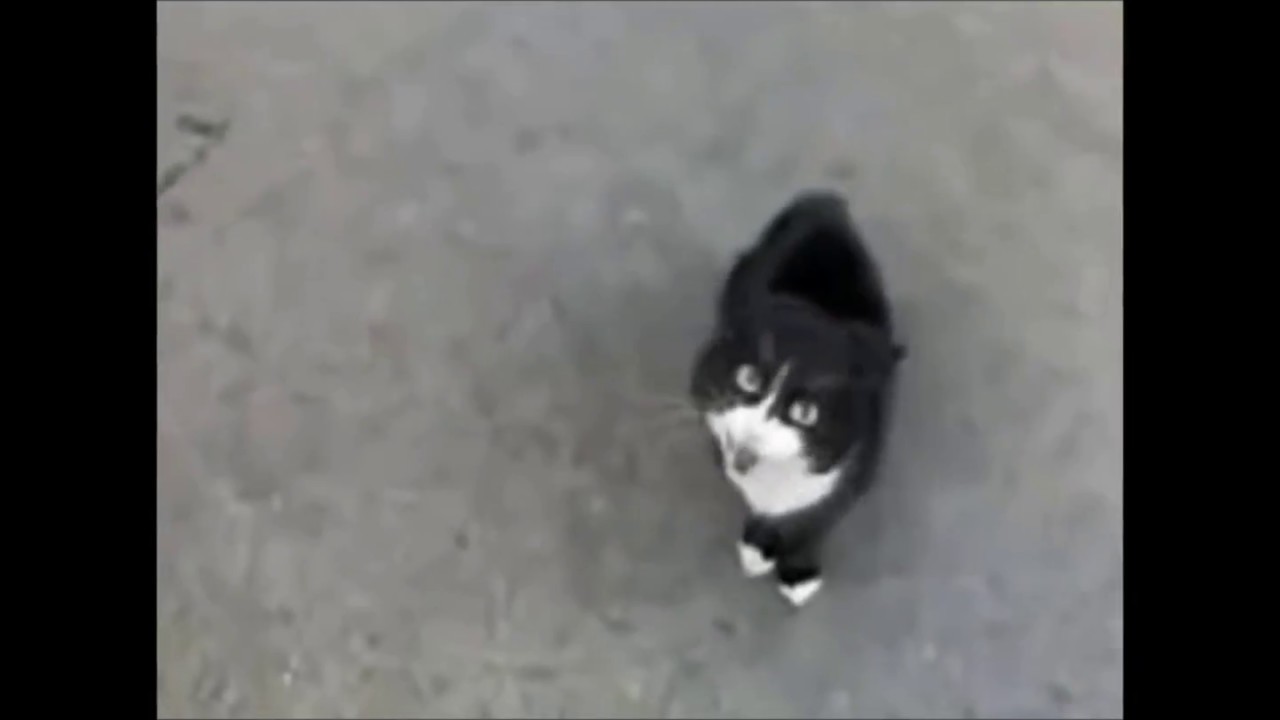 Earrape Cat (WARNING: VERY LOUD) - YouTube