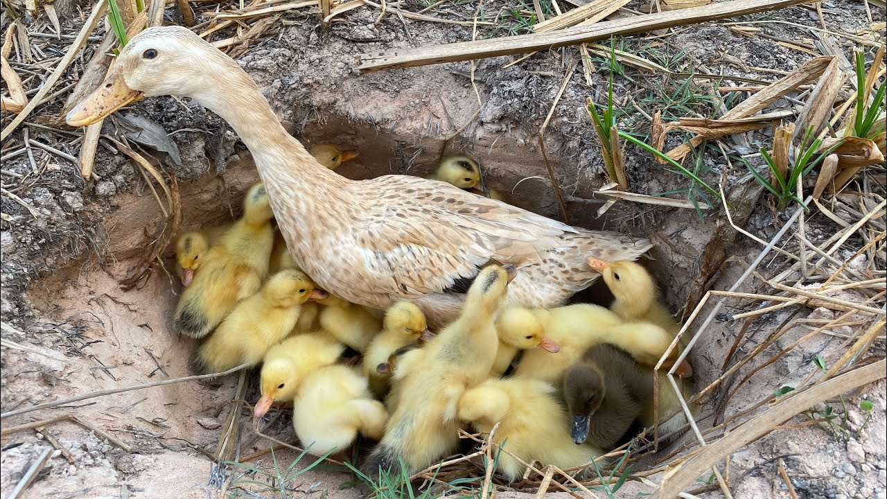 Amazing Pekin Ducklings Hatching From Eggs_Nee Baby Duck Cute cute Born ...