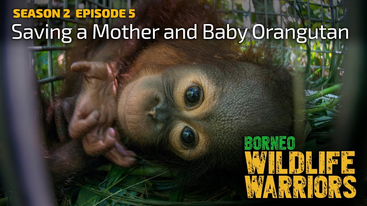Orangutan Baby and Mother Saved [4K] | Borneo Wildlife Warriors (S02E05 ...