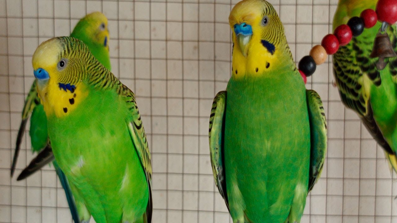 10 Hr Budgies Chirping Talking Singing Parakeets Sounds Reduce Stress ...