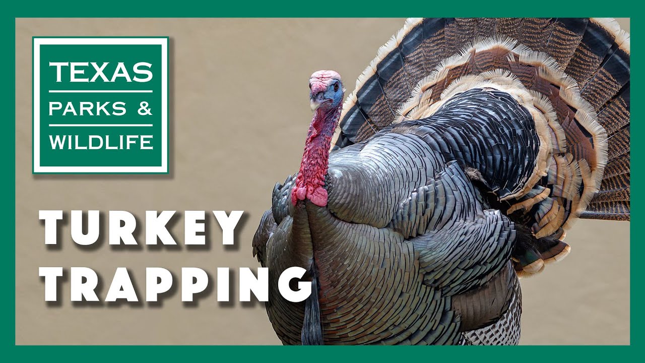 Turkey Trapping, Tagging, and Research - YouTube