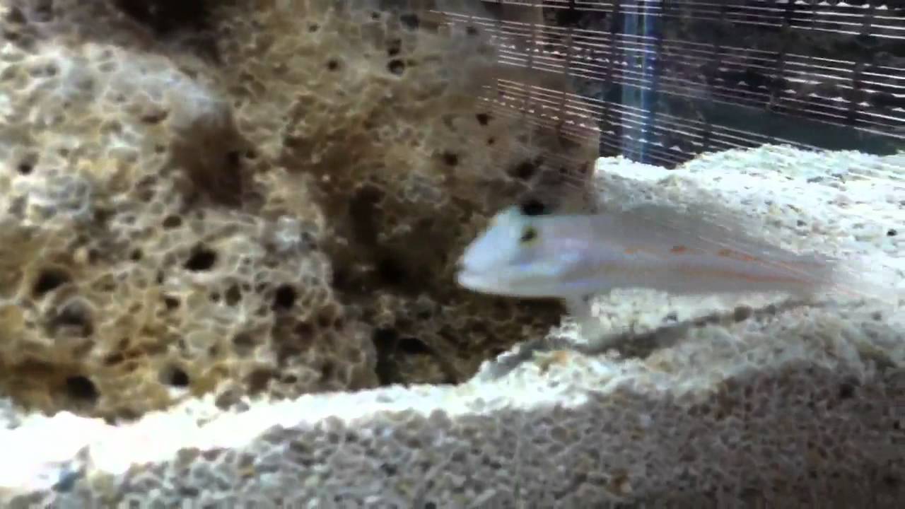 Rock Eating Fish - YouTube