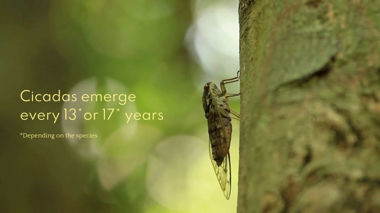Fun Facts About Cicadas - YouTube
