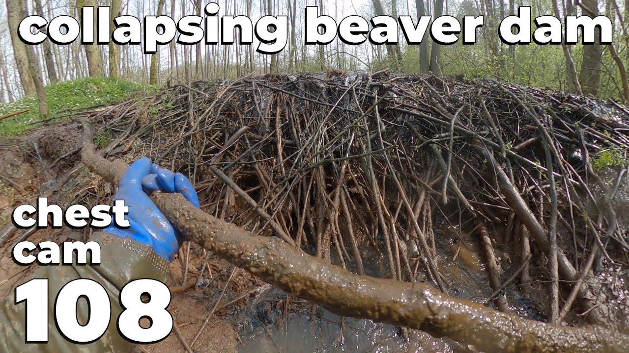 A Lot Of Work And A Collapsing Dam - Manual Beaver Dam Removal No.108 ...