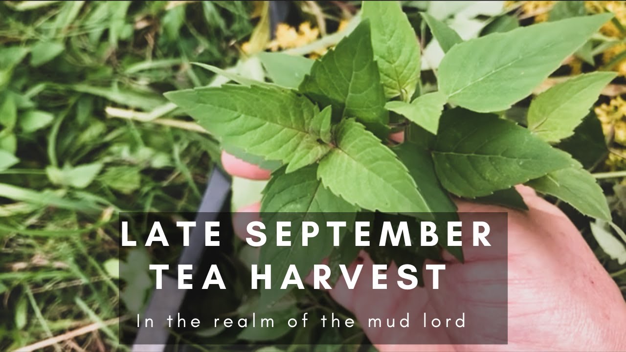 September Harvest for Teas and Cordials - YouTube