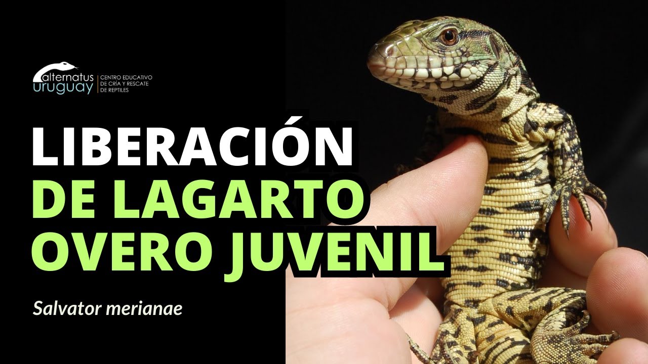 Liberación de un pequeño lagarto overo juvenil | Salvator merianae ...