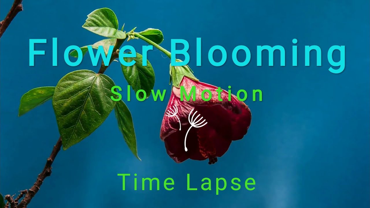 Time Lapse of Flower Blooming - YouTube