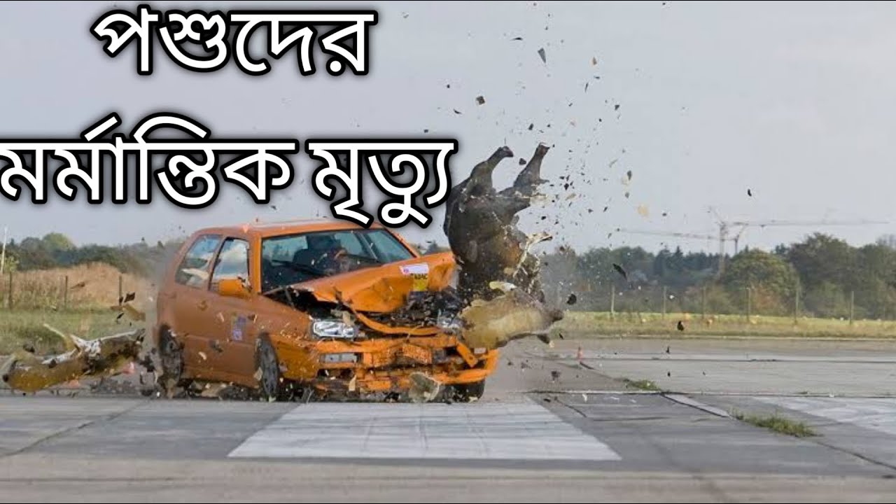 Animals hit by cars😱 Animal car crashes[ WA Channel ] - YouTube