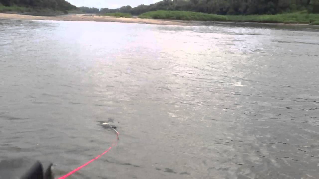 Bowfishing Silver carp in Kansas - YouTube