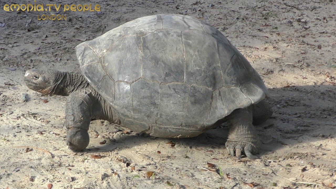 Galapagos Turtles mating - St.Augustine Alligator Farm - YouTube