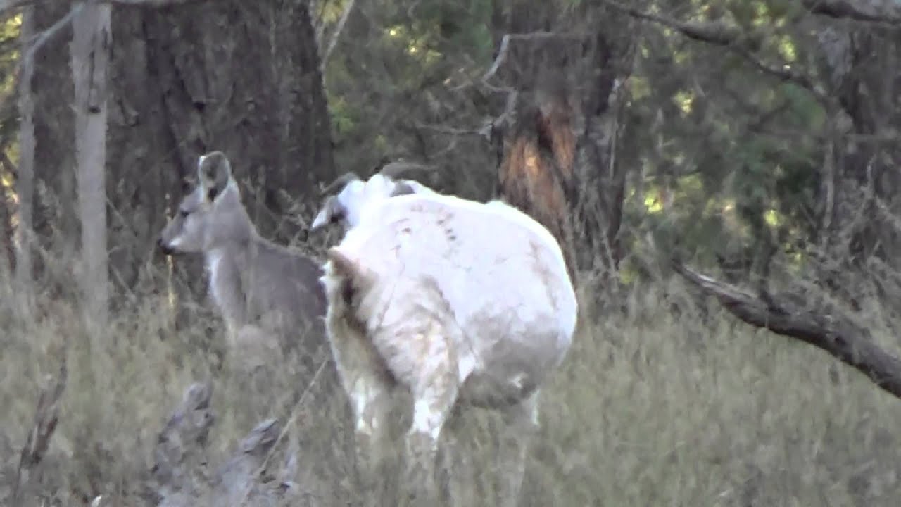 A kangaroo with my goat Gary - YouTube