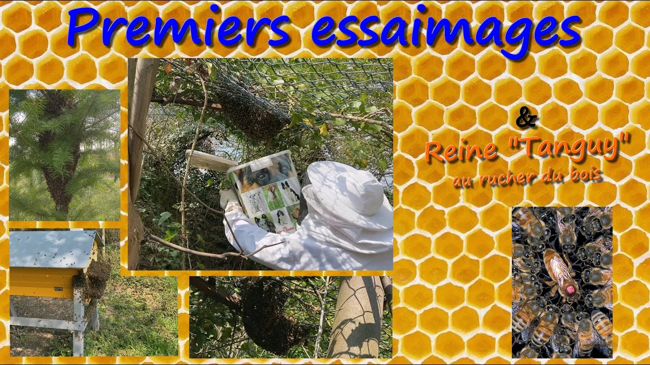 Premier essaimage et cueillette d'essaim en ruche kényane (TBH) + Reine ...