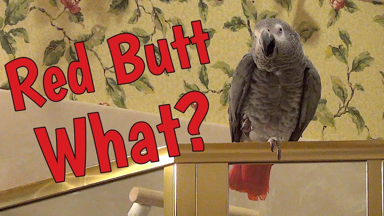 Einstein Parrot creates new meaning to the phrase "Red Butt". - YouTube