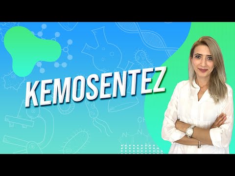 KEMOSENTEZ | Seda Hoca Biyoloji 🧬#ayt2024