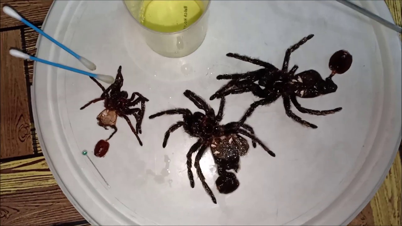 How to gender tarantula using Exuviae or Molt - YouTube