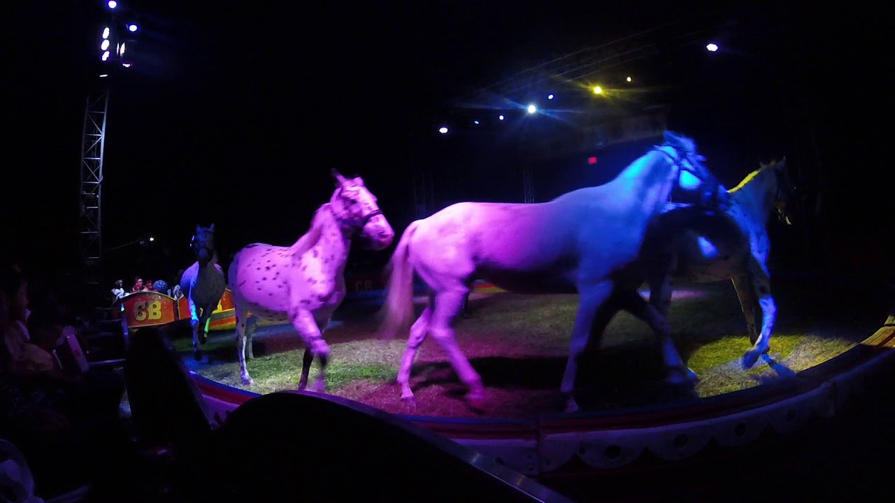 Purple and Pink Ponies run around circus pin - YouTube