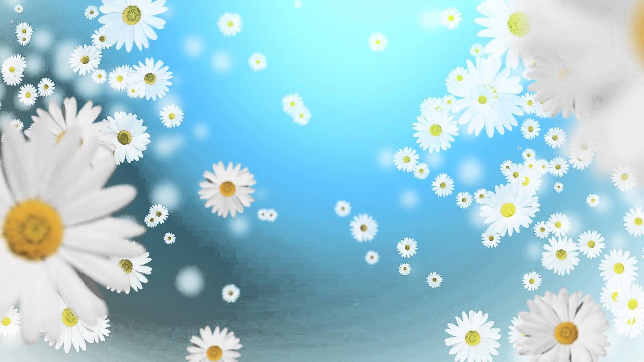 Falling Daisy Wallpaper
