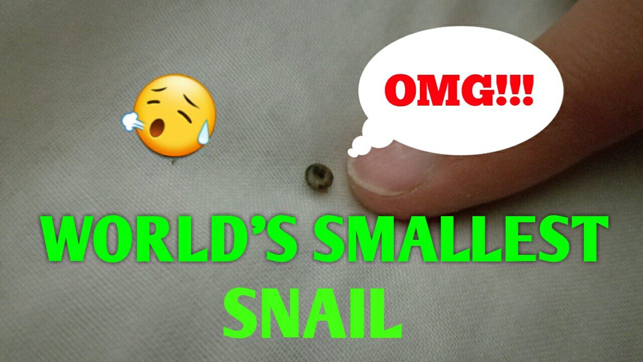 The World's Smallest Snail.OMG!!! You won't believe how it is found ...