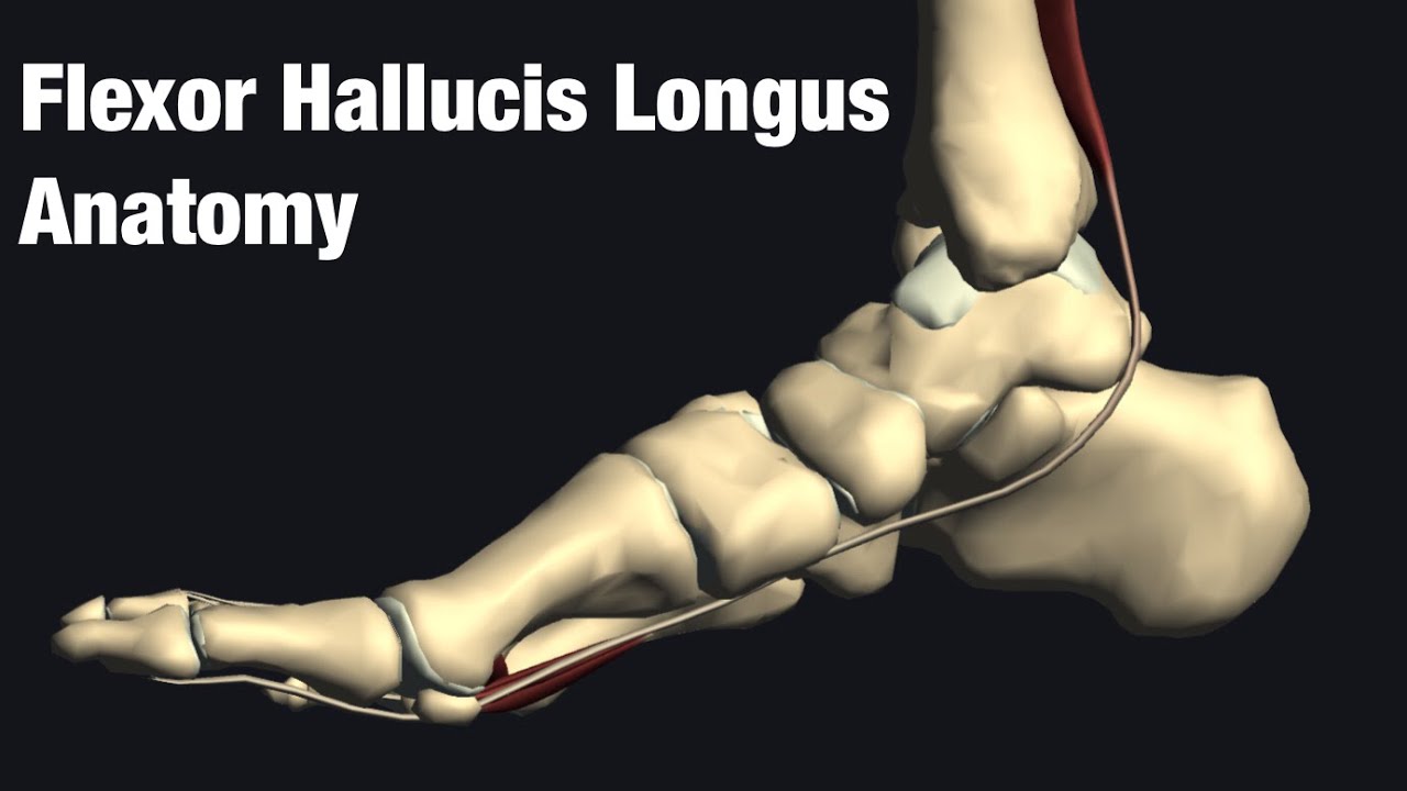 Anatomy and function of flexor hallucis longus - YouTube