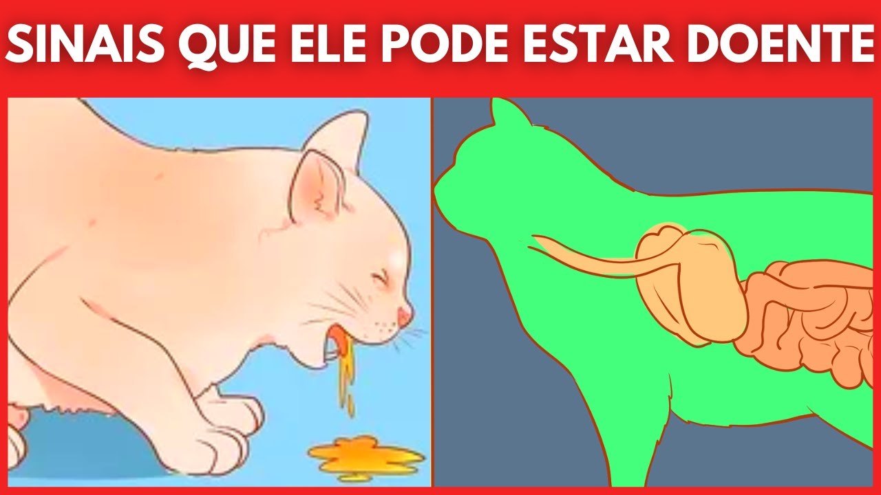 Como Saber Se Seu Gato Está Doente? Sinais e Sintomas! - YouTube