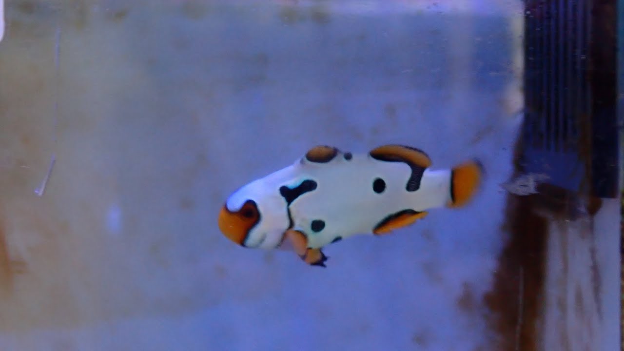 Ready Stok MJ FISH 19 Febuari 2025 Nemo Hybrid Melimpah !! - YouTube