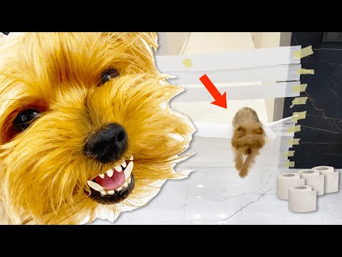 Собака VS Стена из ТУАЛЕТНОЙ БУМАГИ. Новый челлендж
