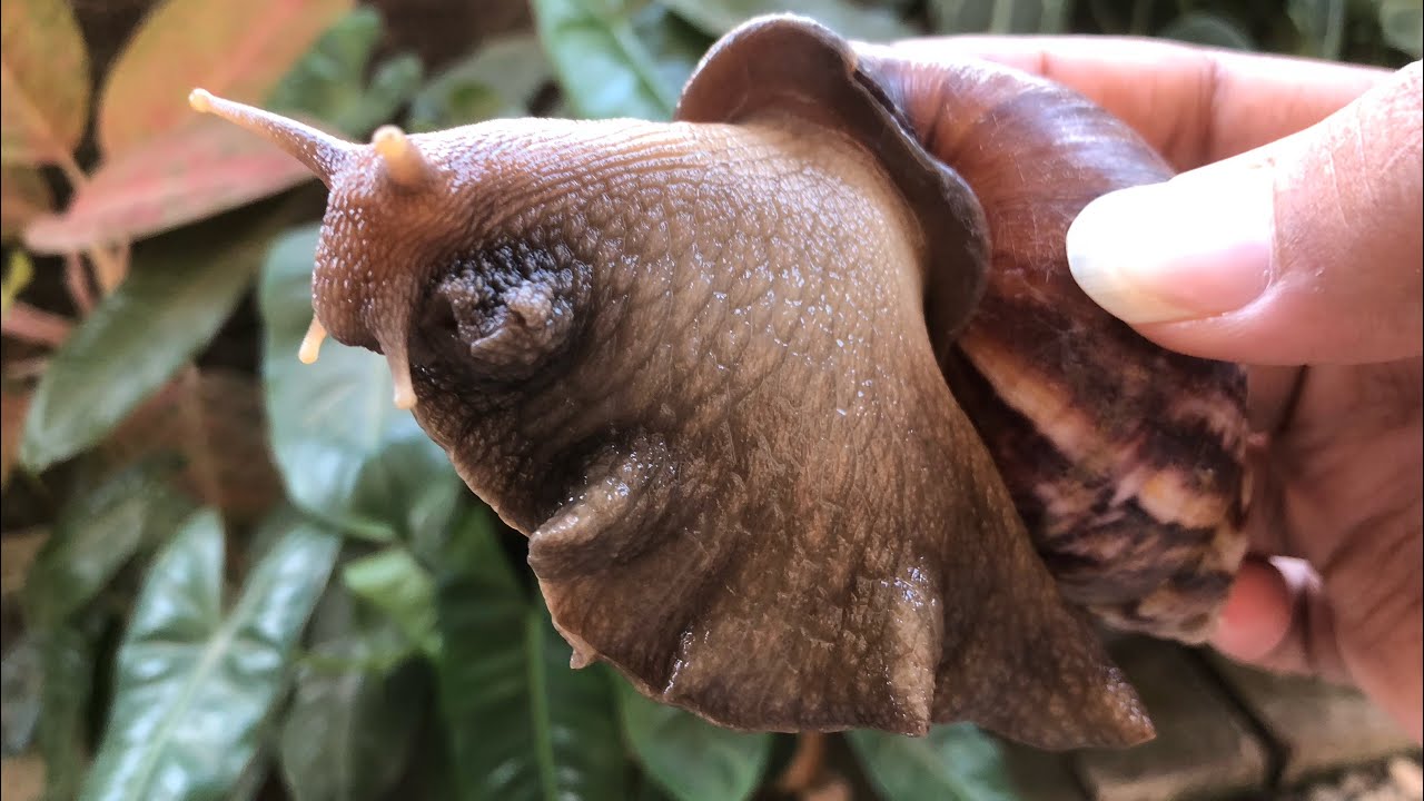 A hungry snails eating yellow watermelon - YouTube