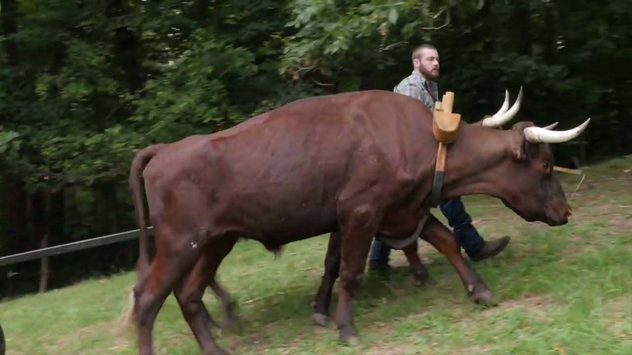 American. Milking Devon Oxen with John & Eli Dube - YouTube