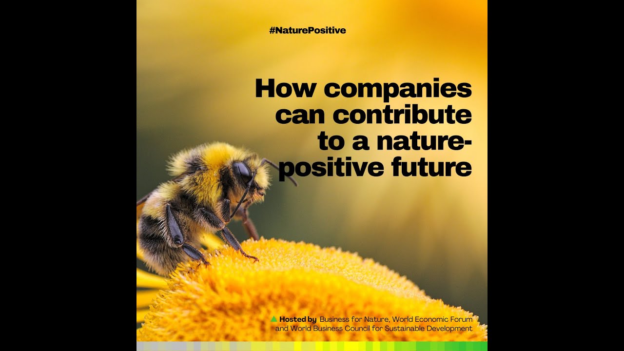 Nature Positive Hub: How Companies Can Contribute to a Nature Positive ...
