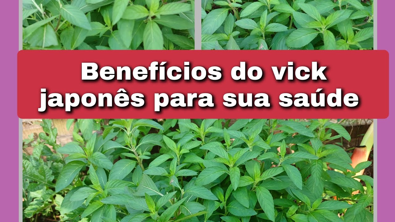 PLANTA VICK - VOCÊ CONHECE SEUS BENEFÍCIOS? - YouTube