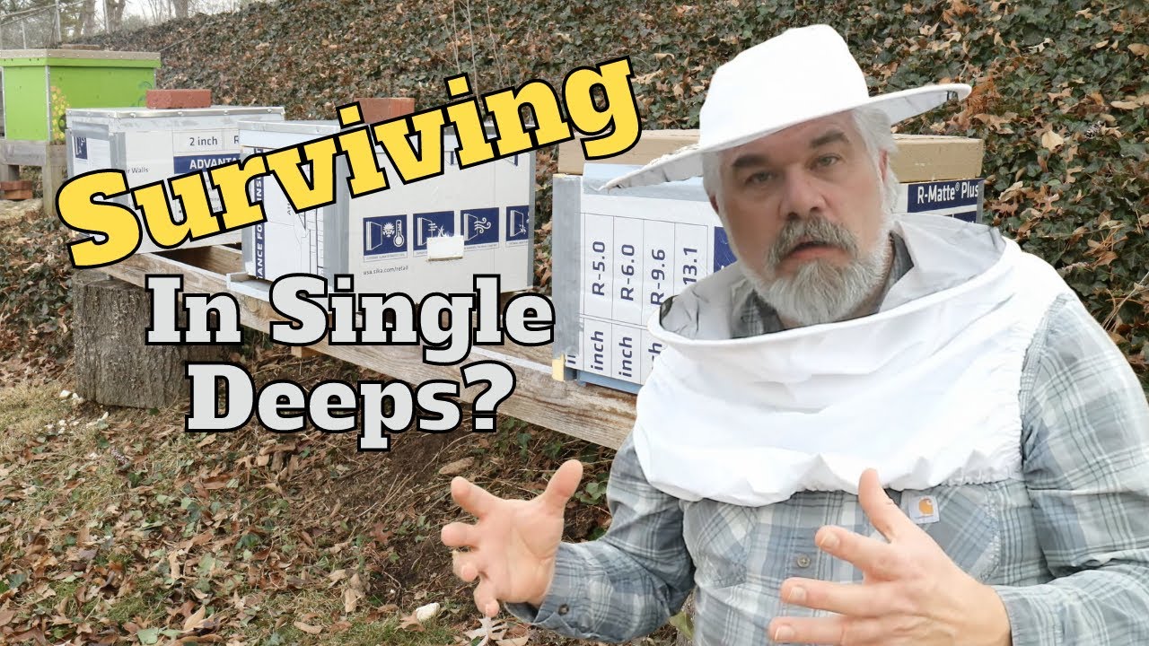 Honeybee Winter Survival in Langstroth Single Deep Hives - YouTube