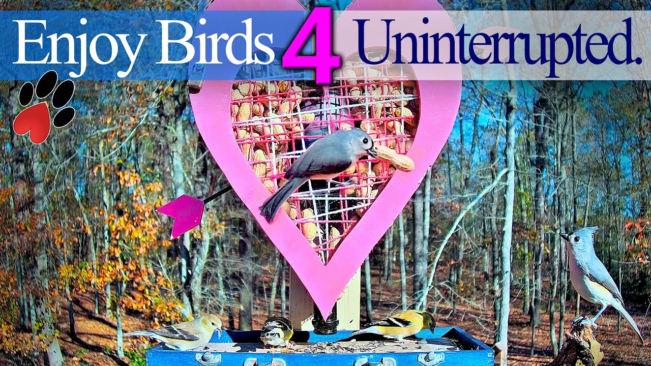 Happy Valentine's Day 2025 12 Hrs. of Birds @dolittlelane Heart Shaped ...