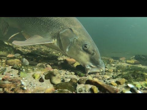 Barbel Swim Building With Robin Red Pellets - YouTube