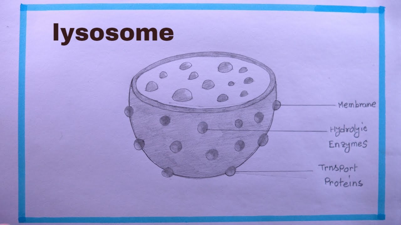 How To Draw LYSOSOME Easy Step/LYSOSOME Drawing - YouTube